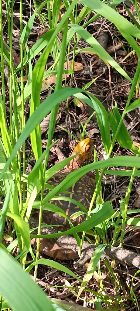 Ornate Box Turtle from Olathe, KS, USA on May 10, 2023 at 05:46 PM by ...