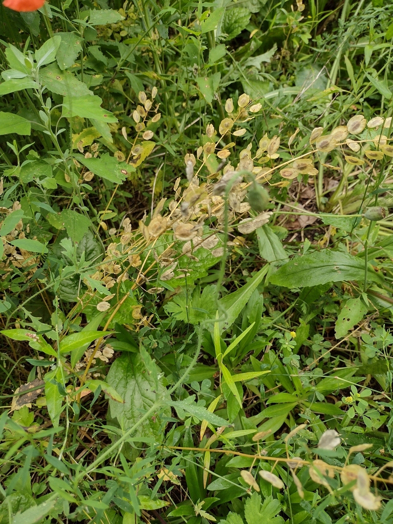 field penny-cress from Markdale, ON N0C 1H0, Canada on July 28, 2023 at ...