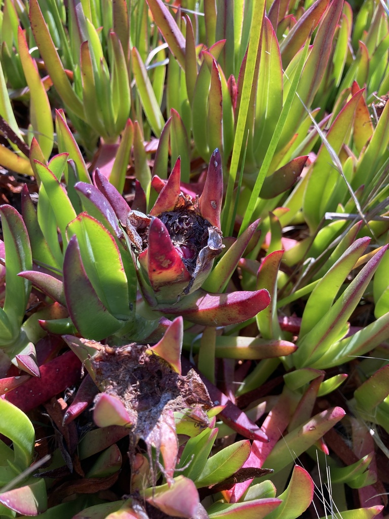 sea fig from Goleta, CA, US on June 28, 2023 at 09:33 AM by Sean Carson ...