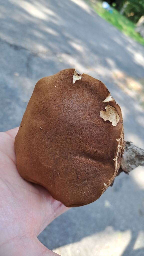 Rooting Polypore from Omaha, AR 72662, USA on July 28, 2023 at 05:39 PM by Ben Johnson · iNaturalist