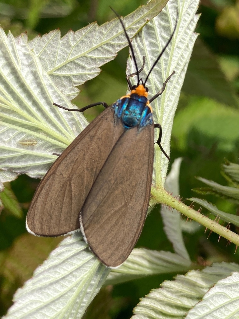 Virginia Ctenucha Moth from Alma, NB, CA on July 28, 2023 at 01:41 PM ...