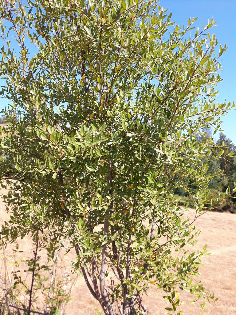 Maiten tree from Cardenal Caro, CL-LI, CL on January 20, 2019 at 05:04 ...