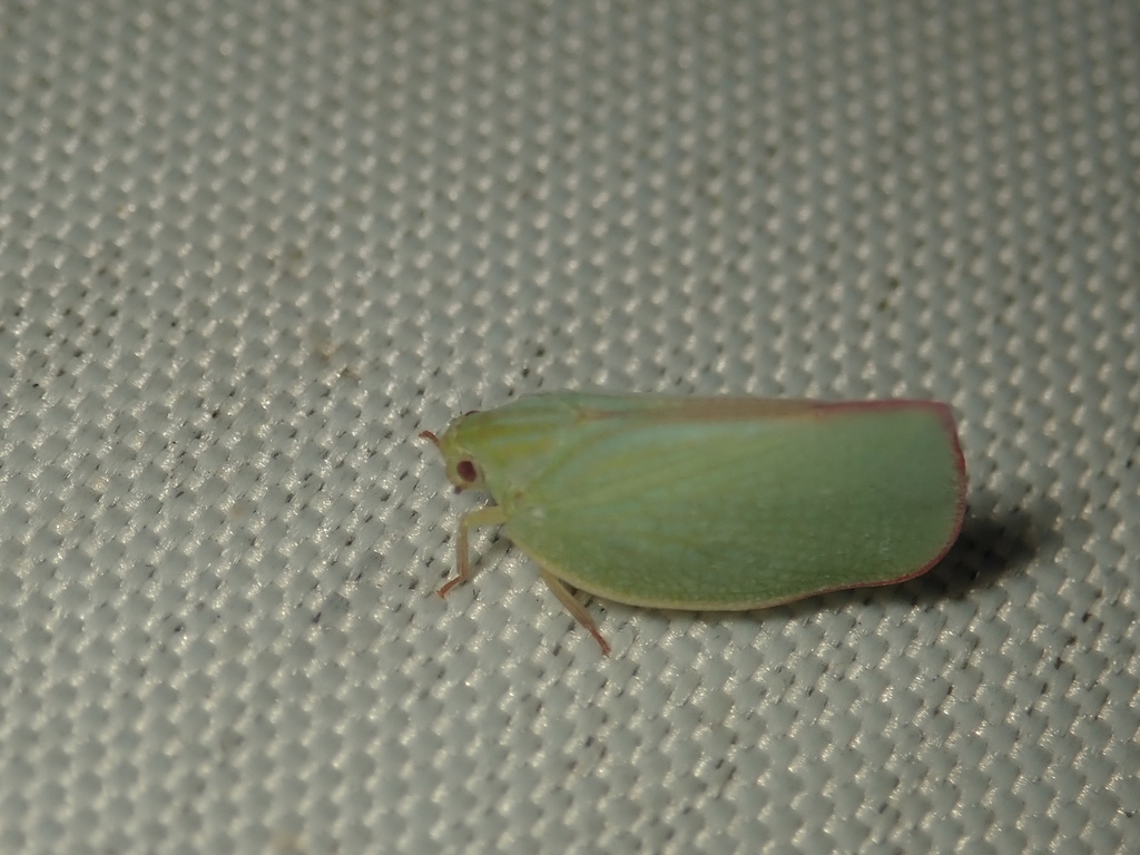 Geisha distinctissima from 赤川4丁目, 大阪市旭区, 大阪府, JP on July 29, 2023 at 02 ...