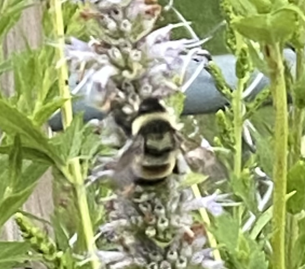 Rusty-patched Bumble Bee in July 2023 by gimariemo · iNaturalist