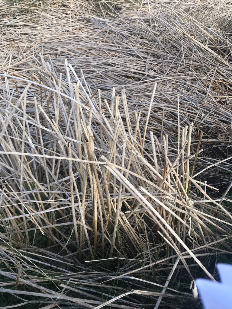 Oriental Cattail from North Island, Auckland, Auckland, NZ on July 29 ...