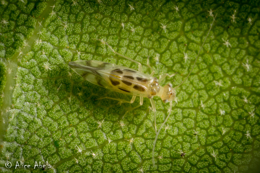 Graphopsocus mexicanus from urton Mesa Ecological Reserve, Santa ...