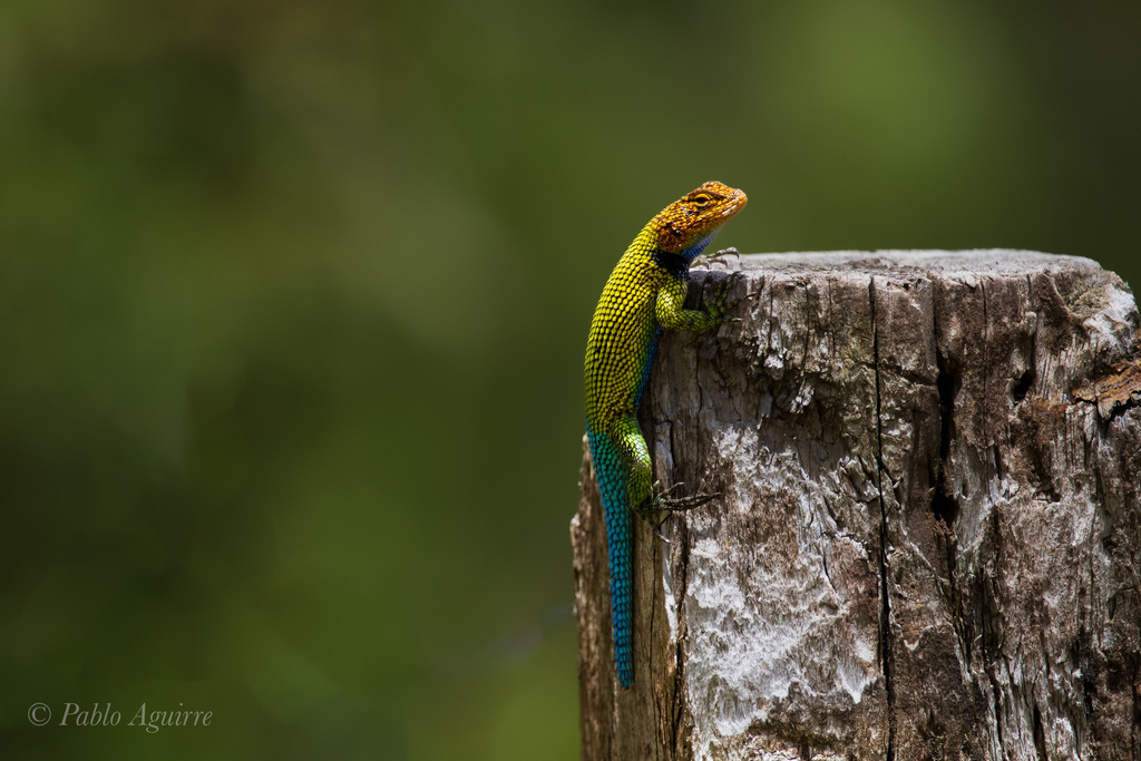 Guatemalan Emerald Spiny Lizard from San Cristóbal de las Casas ...