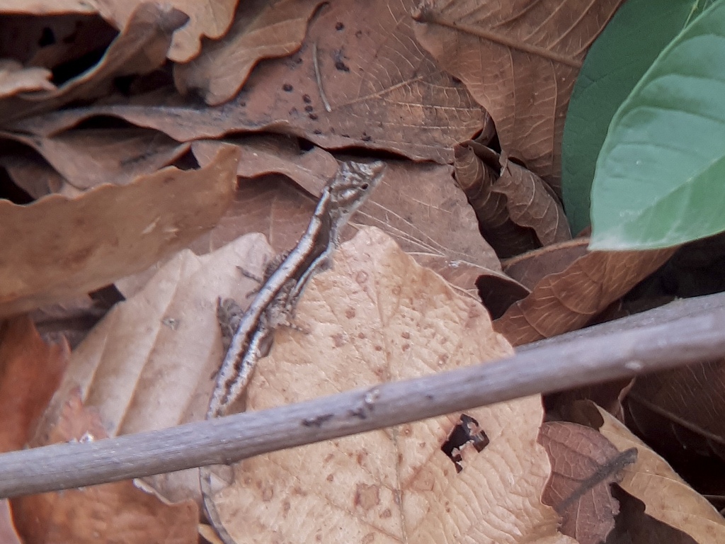 Copper Anole from Madriz, Nicaragua on April 2, 2022 at 01:47 PM by ...