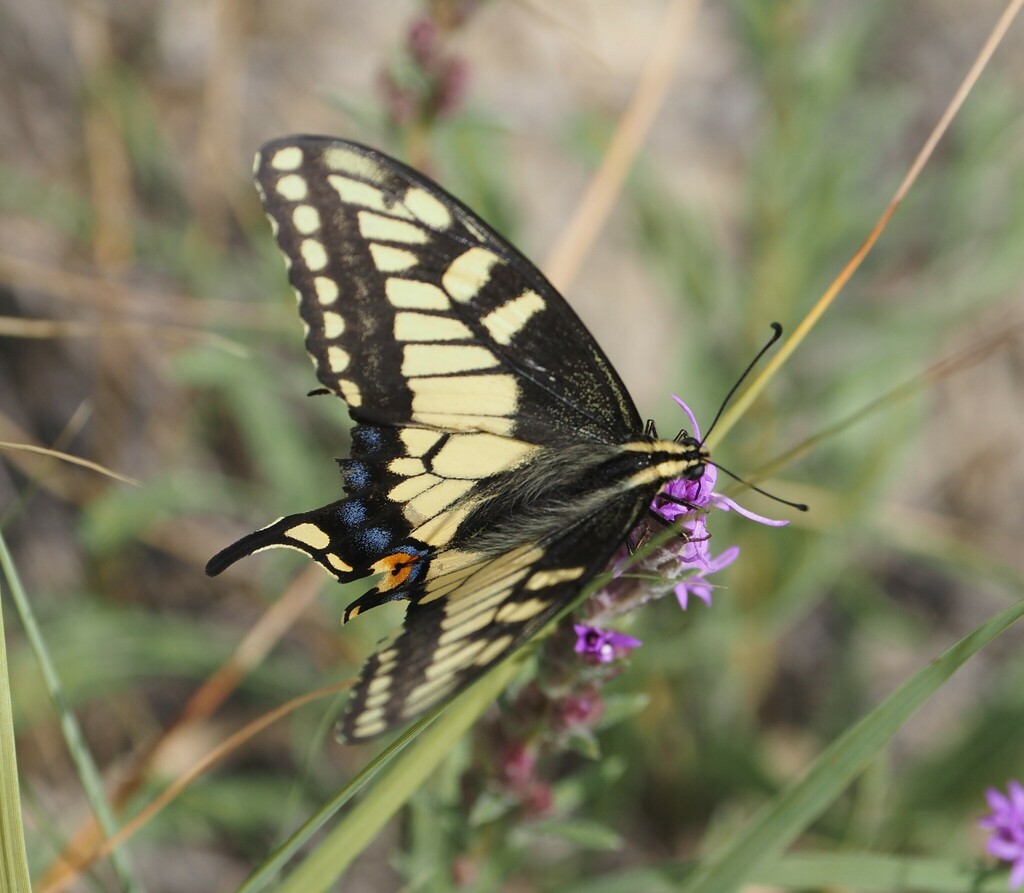 Anise Swallowtail from Warner County No. 5, AB T0K, Canada on July 28 ...