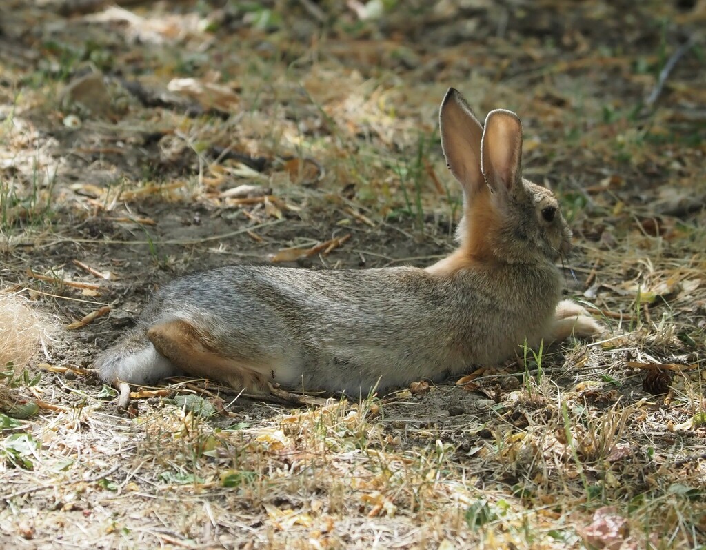 Mountain Cottontail from Warner County No. 5, AB T0K, Canada on July 28 ...