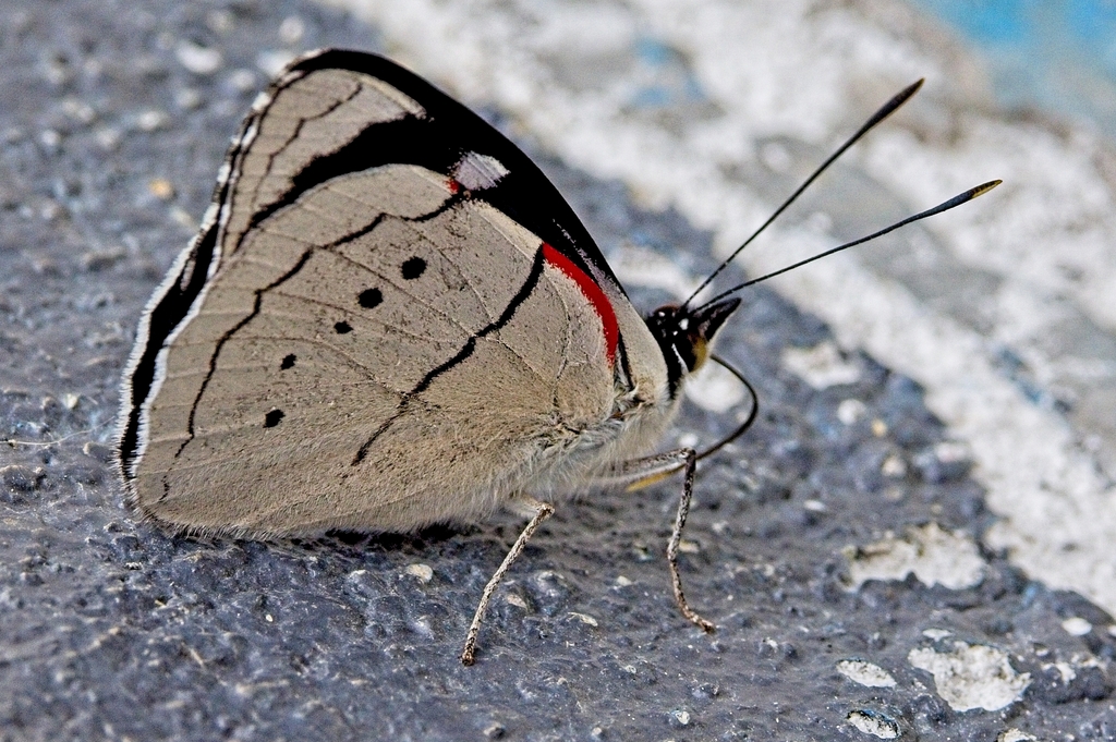 Vague Numberwings from Quijos, Napo, Ecuador on July 4, 2023 at 05:49 ...