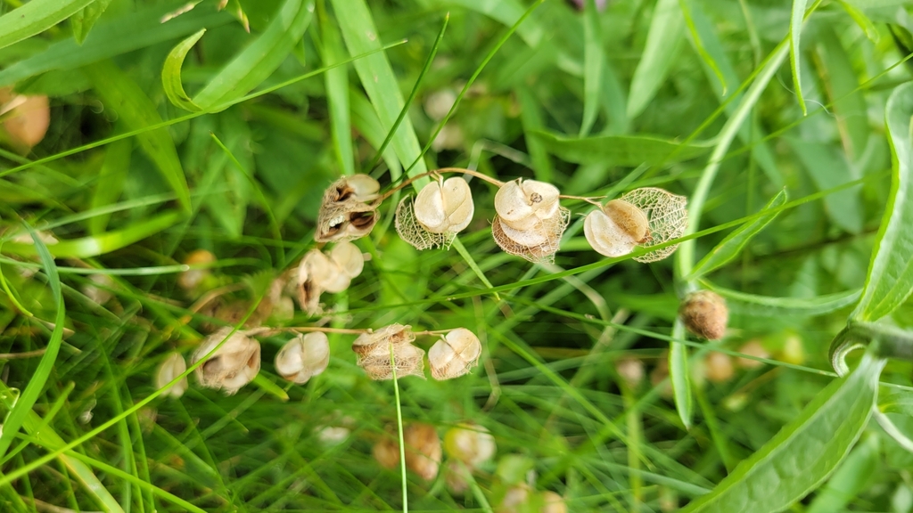 plants in July 2023 by Natasha Farrell · iNaturalist
