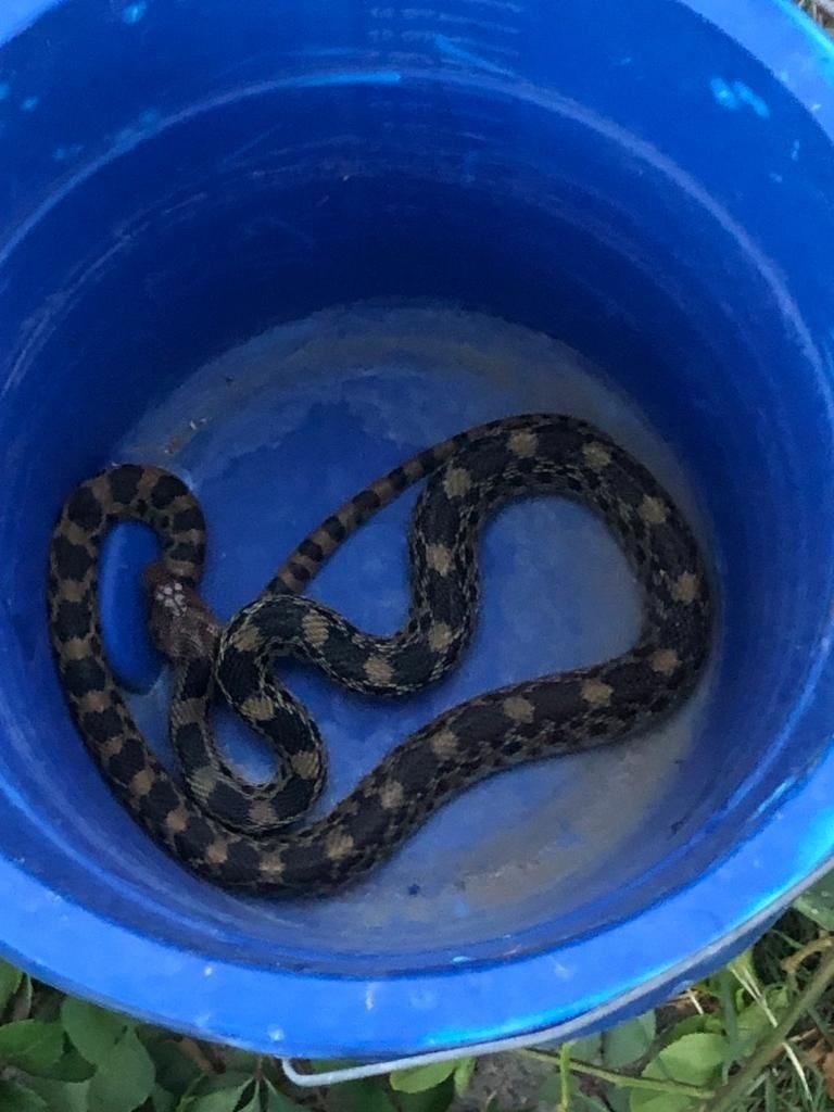Mexican Bull Snake from Corregidora, Querétaro, MX on July 28, 2023 at ...