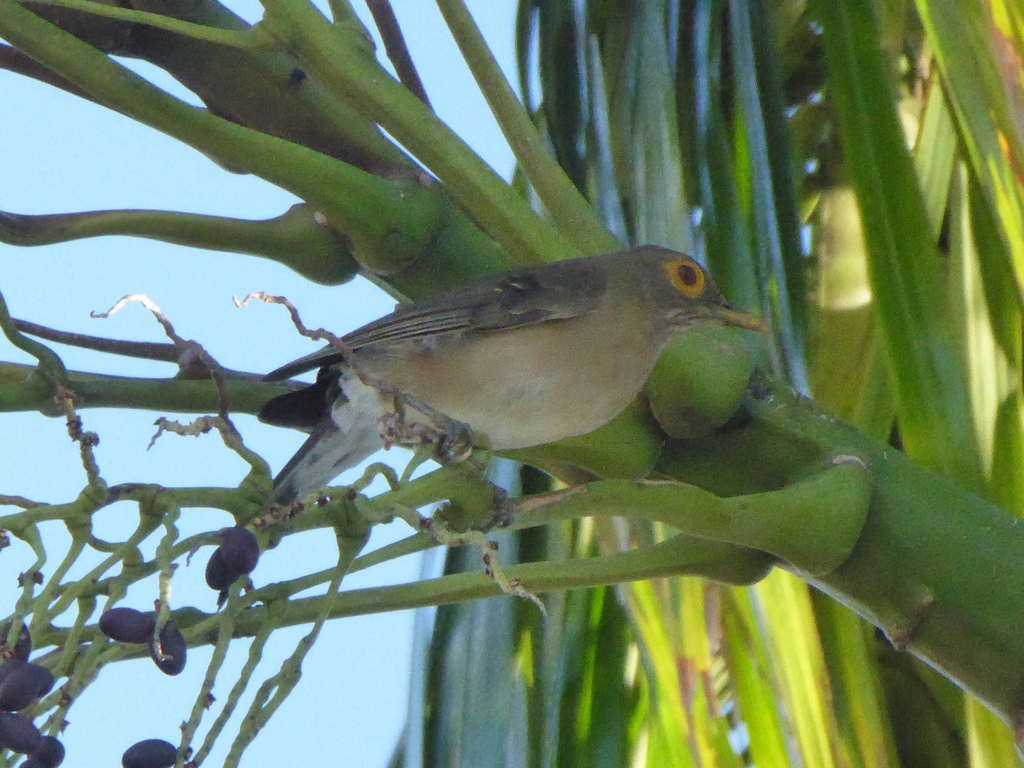 Spectacled Thrush from Marcano, Marcano, Nueva Esparta, VE on January ...