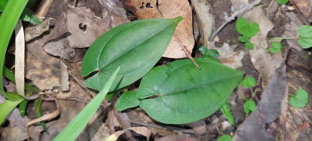 Common Yam Vine from Smiths Lake NSW 2428, Australia on July 29, 2023 at 11:17 AM by Amanda ...