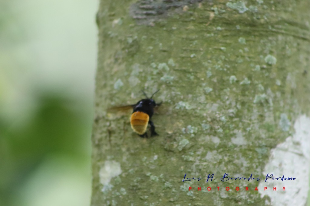 Eulaema polychroma from Nido del Halcón, Col Santa Bárbara, Ver ...