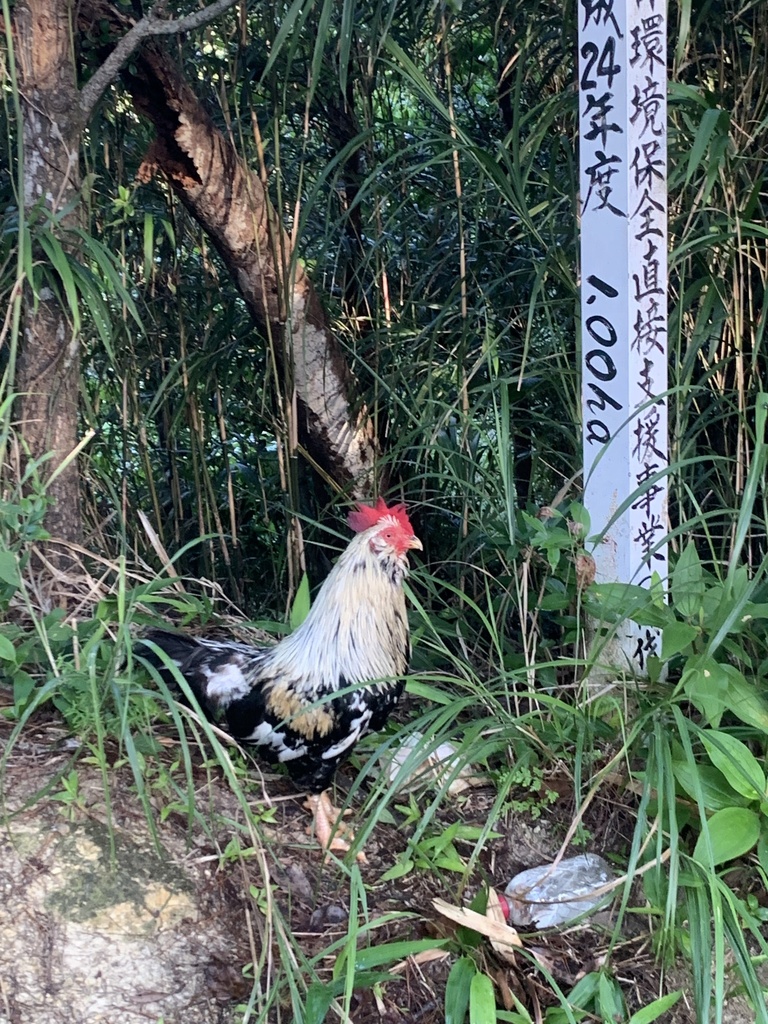 Domestic Chicken from Onna, Onna, Kunigami-Gun, Okinawa, JP on July 23 ...