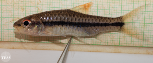 Enteromius punctitaeniatus · iNaturalist