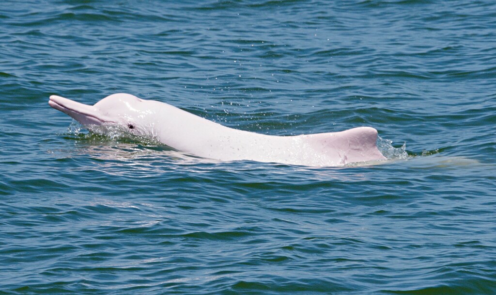 Indo-Pacific Humpback Dolphin in July 2023 by Caius Cheung · iNaturalist