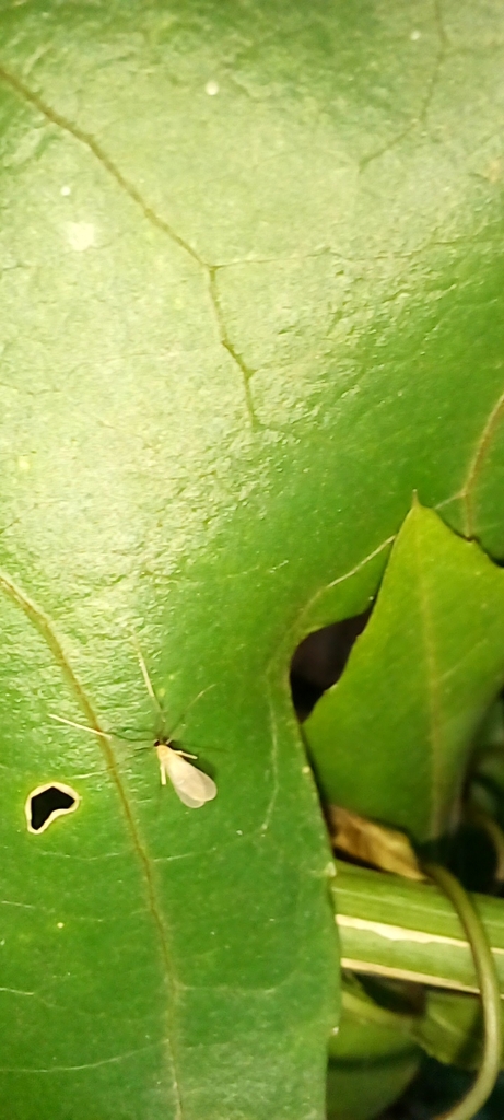 Winged and Once-winged Insects from Venda Nova do Imigrante, ES, 29375 ...