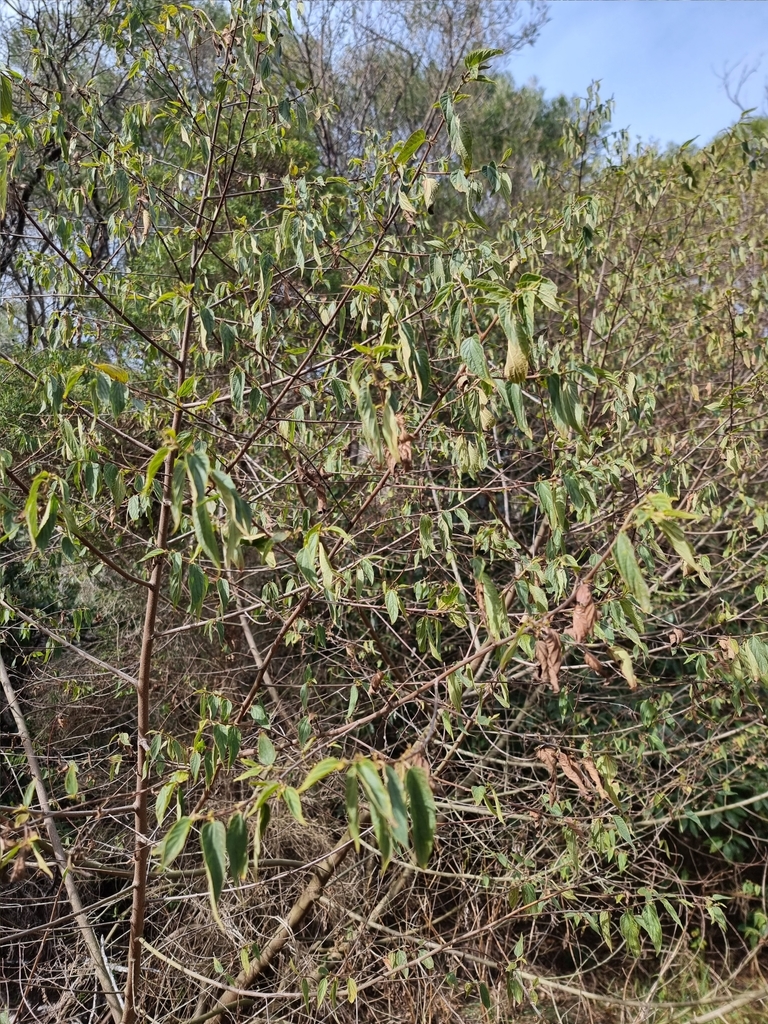 Nettle Tree from Merimbula NSW 2548, Australia on July 28, 2023 at 12: ...
