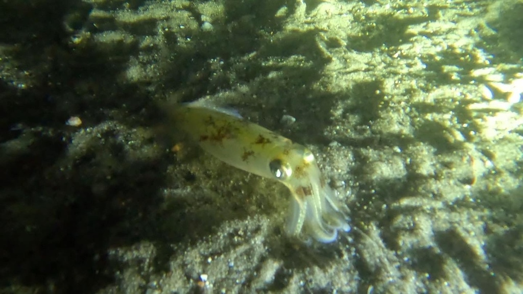 Longfin Inshore Squid from Mill Cove, Chester, NS, CA on 28 July, 2023 ...