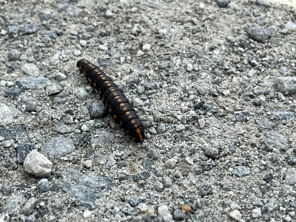 Cucullia lucifuga from St. Gallenkirch, Vorarlberg, AT on July 29, 2023 ...