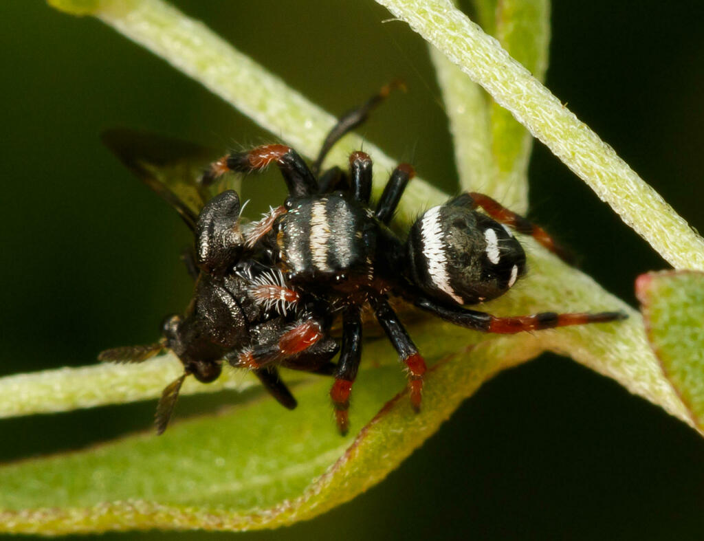 Phidippus regius desde Orange County, US-FL, US el 28 de julio de 2023 ...