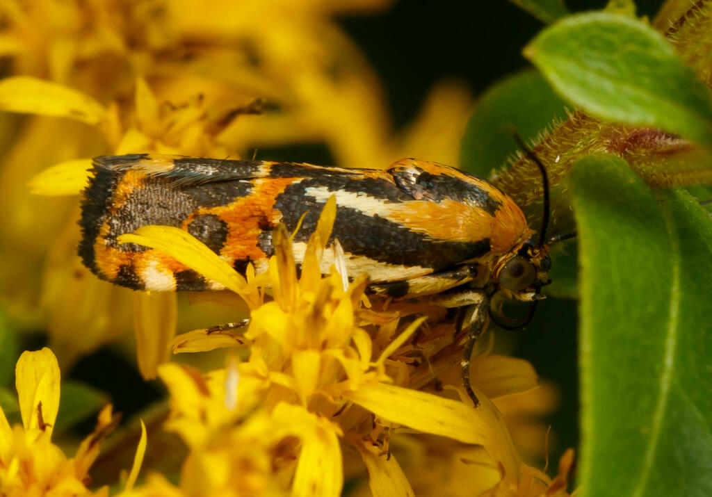 Black-dotted Spragueia Moth from Orange County, US-FL, US on July 28 ...