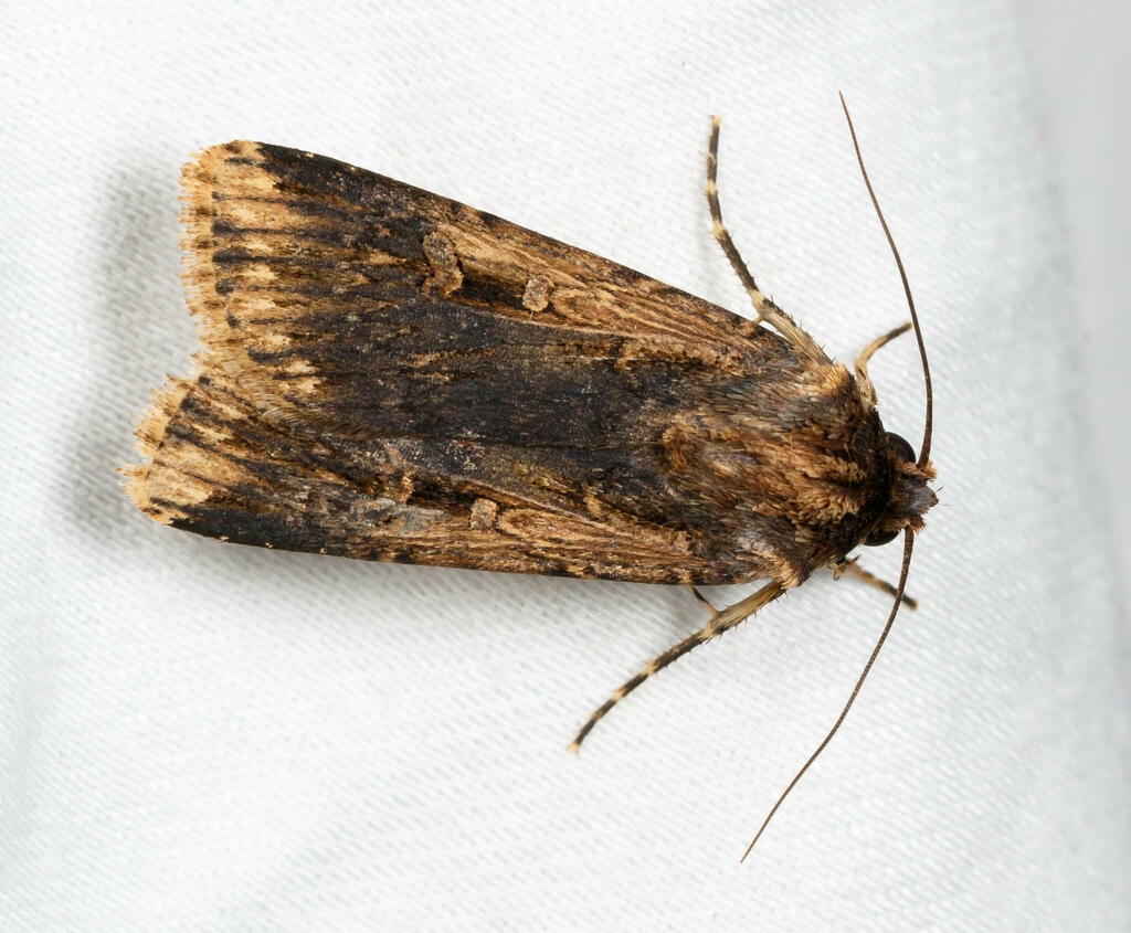 Subterranean Dart in July 2023 by Chris Rorabaugh · iNaturalist