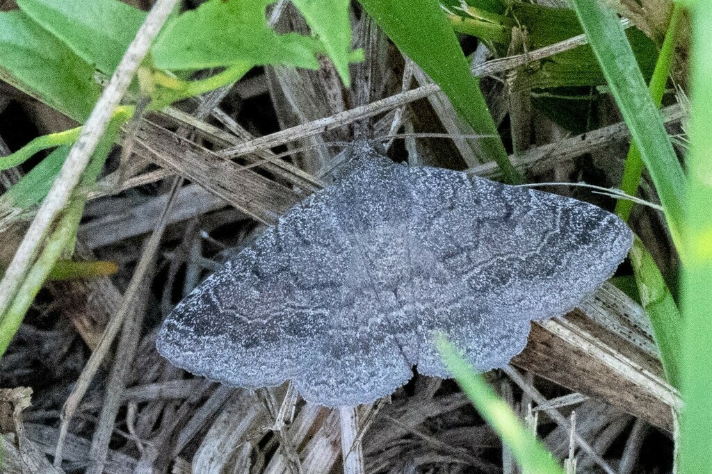 Dusty Lined Matigramma Moth from Lancaster County, NE, USA on July 26 ...
