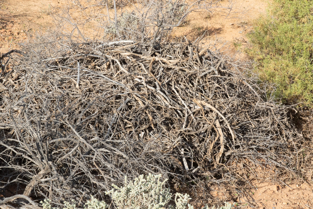 Karoo Vlei Rat from West Coast District Municipality, South Africa on ...