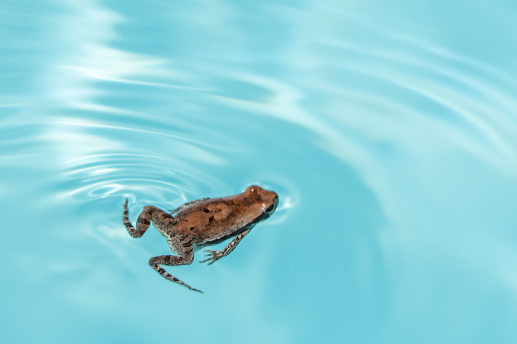 African Red Toad from Bojanala Platinum District Municipality, South ...