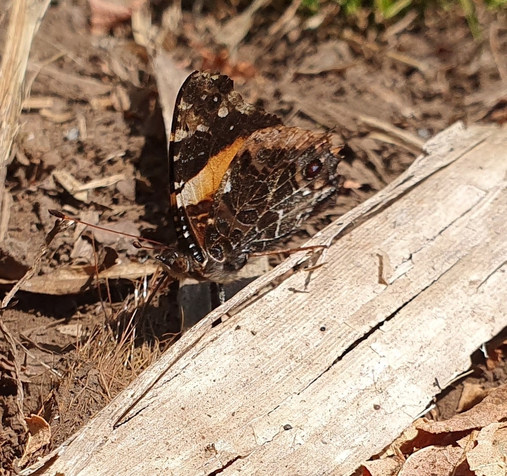 Short-tailed Admiral from Musanze, Rwanda on July 29, 2023 at 09:58 AM ...