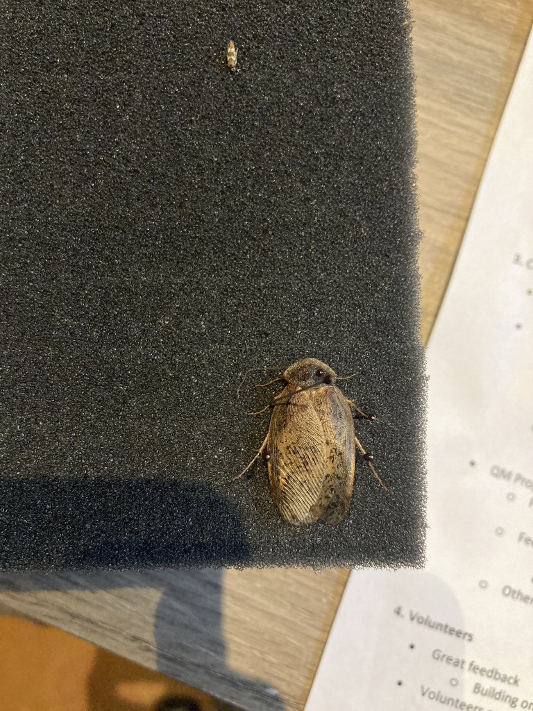 Boll’s Sandroach from Sunset Dr, McAllen, TX, US on July 29, 2023 at 08 ...