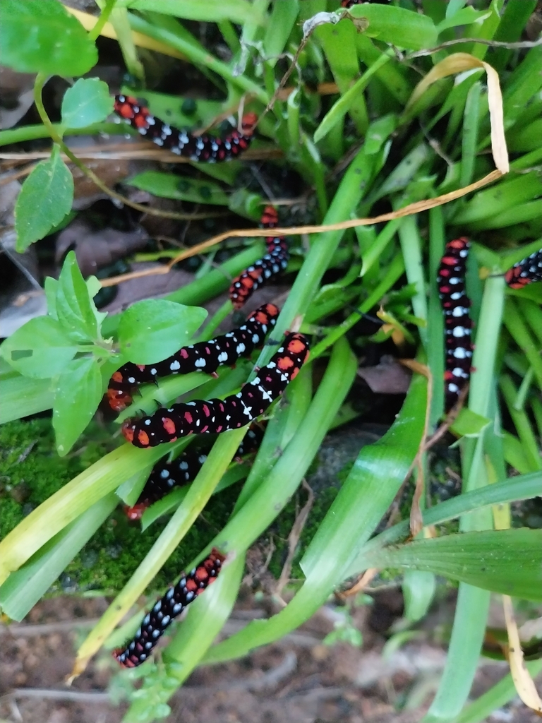 Indian Lily Moth from 763C+J76, Narayanamanagalam, Kerala 680670, India ...
