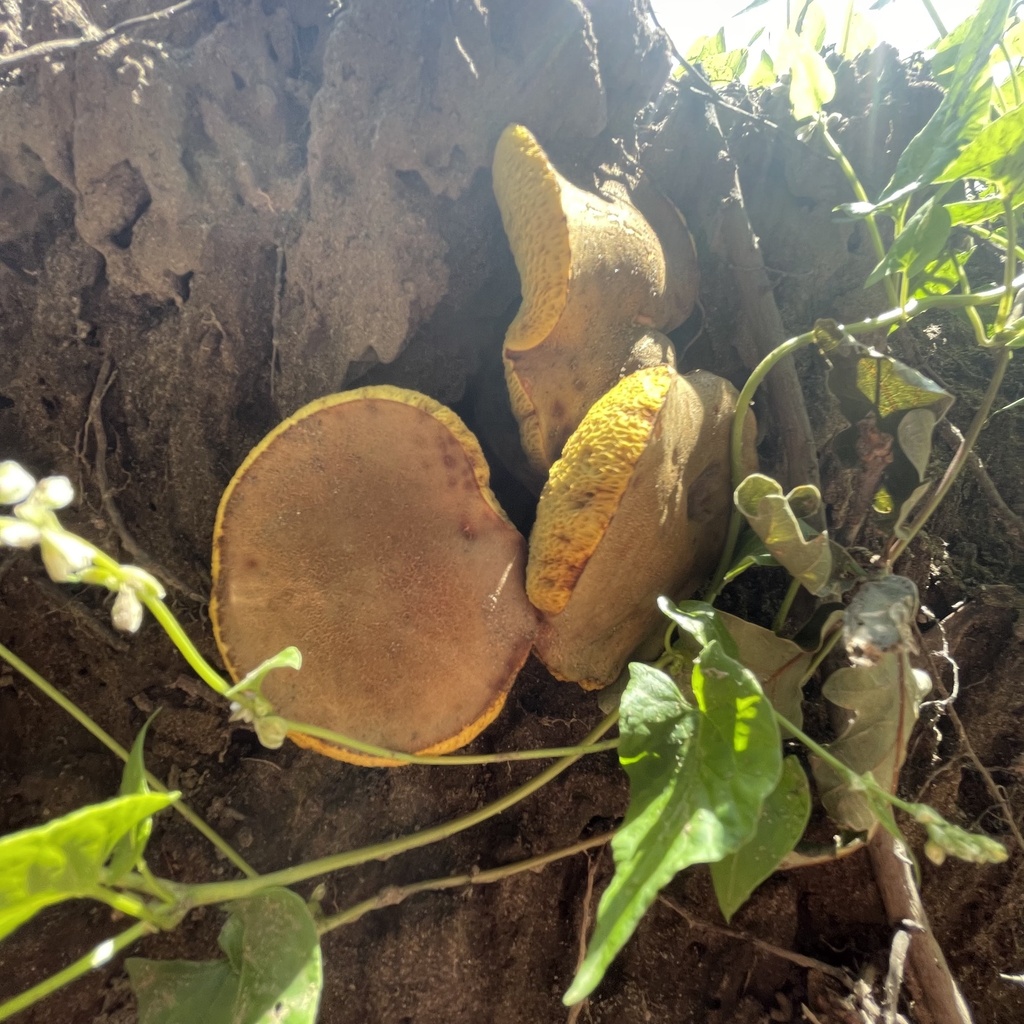 Suede Bolete from Cliffe, Selby, England, GB on July 29, 2023 at 02:42 ...