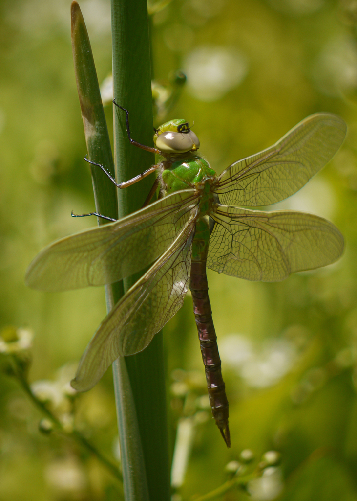 Common Green Darner from Almaden, San Jose, CA, USA on July 28, 2023 at ...