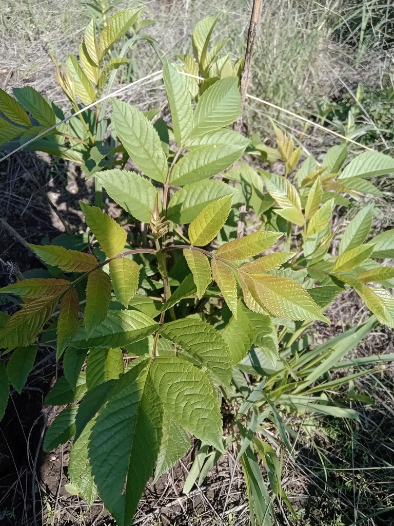 Shamel Ash from Amp Emiliano Zapata, Ciudad de México, CDMX, México on ...