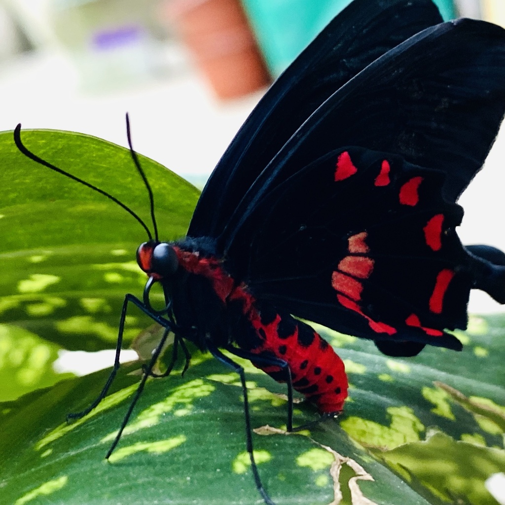 Pink Rose from Don Vicente Rama Memorial National High School, Cebu ...