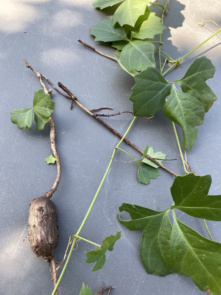 sorrelvine from Currin Dr, Dallas, TX, US on July 29, 2023 at 10:35 AM ...