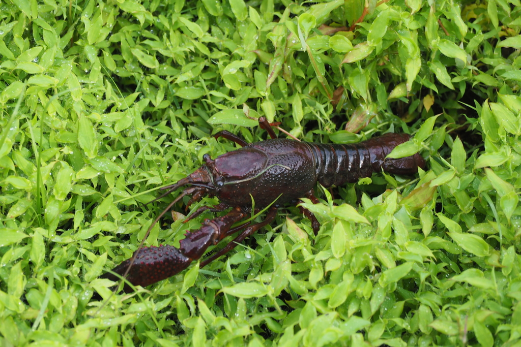 Red Swamp Crayfish in July 2023 by Tom Filip · iNaturalist