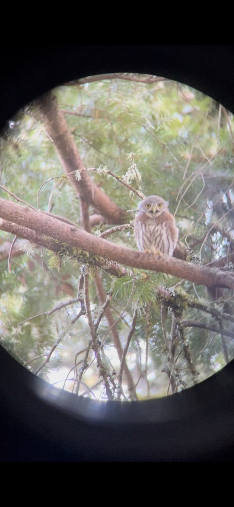 Northern Pygmy-Owl from Skyline Ridge Preserve, La Honda, CA, US on ...