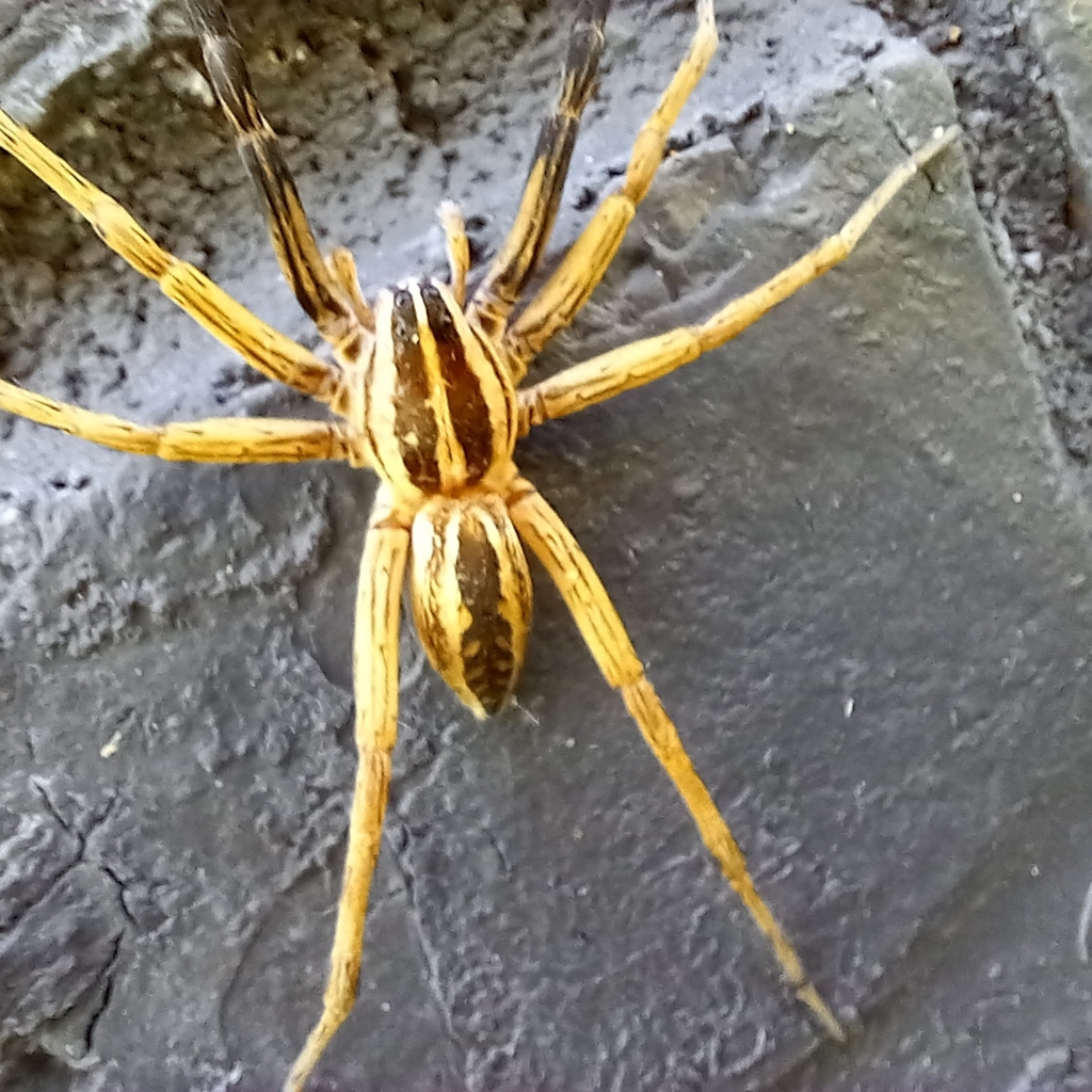 Rabid Wolf Spider from North E. Hwy 80, Abilene, TX 79601, USA on July ...