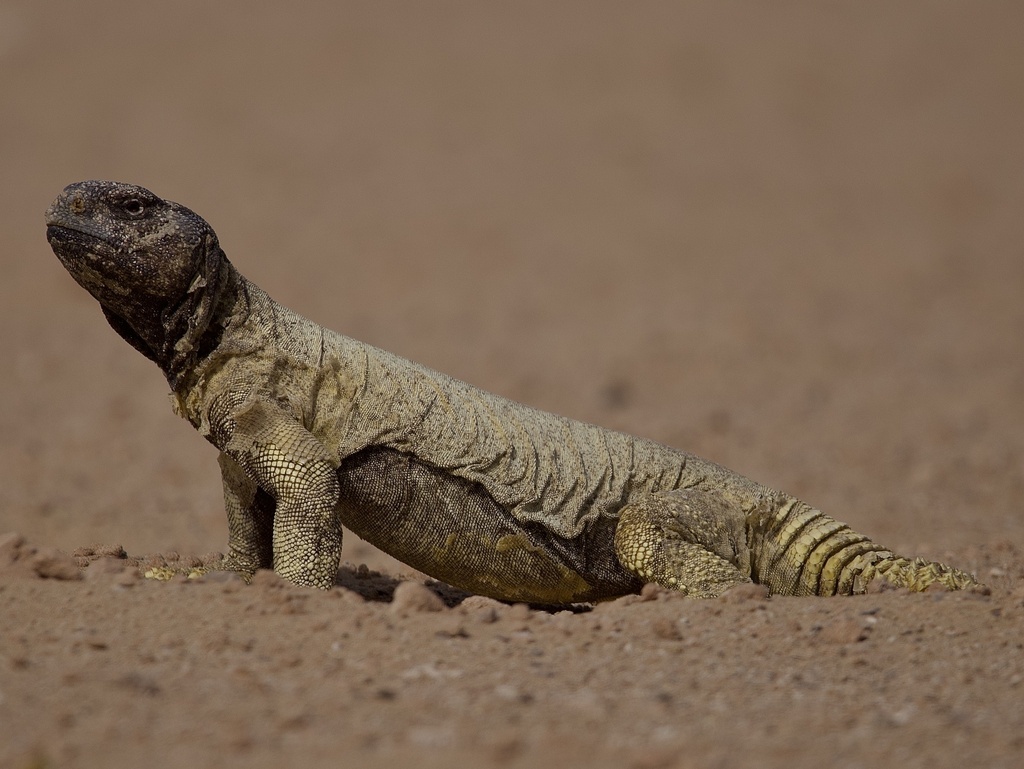 Egyptian Mastigure in July 2023 by Wild New York · iNaturalist