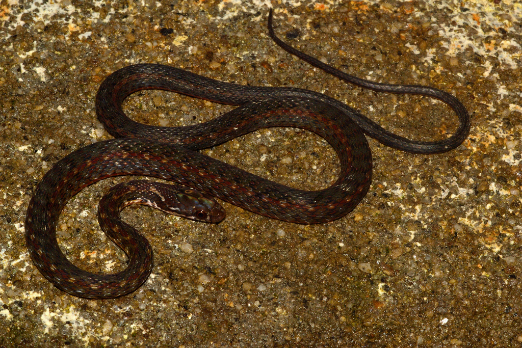 Hebius clerki from Talle Valley 791120 on June 23, 2013 at 09:09 AM by ...