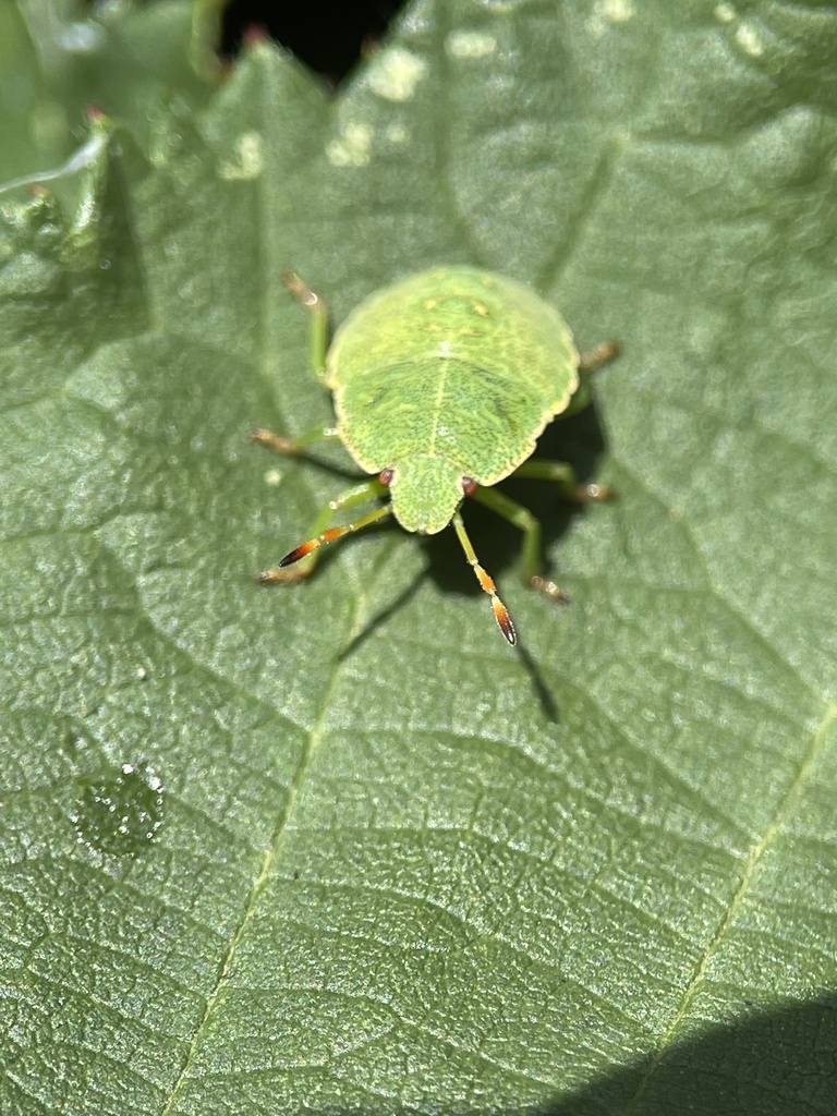 Green Shield Bug from Leith Close, London, England, GB on July 29, 2023 ...