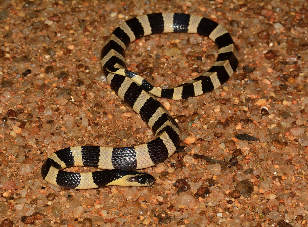 Banded Krait from Madanpur Rampur, Odisha 766102, India on July 6, 2022 ...