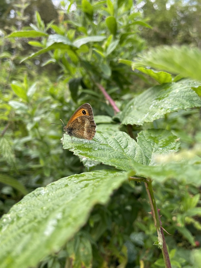 Gatekeeper from Leith Close, London, England, GB on July 29, 2023 at 11 ...