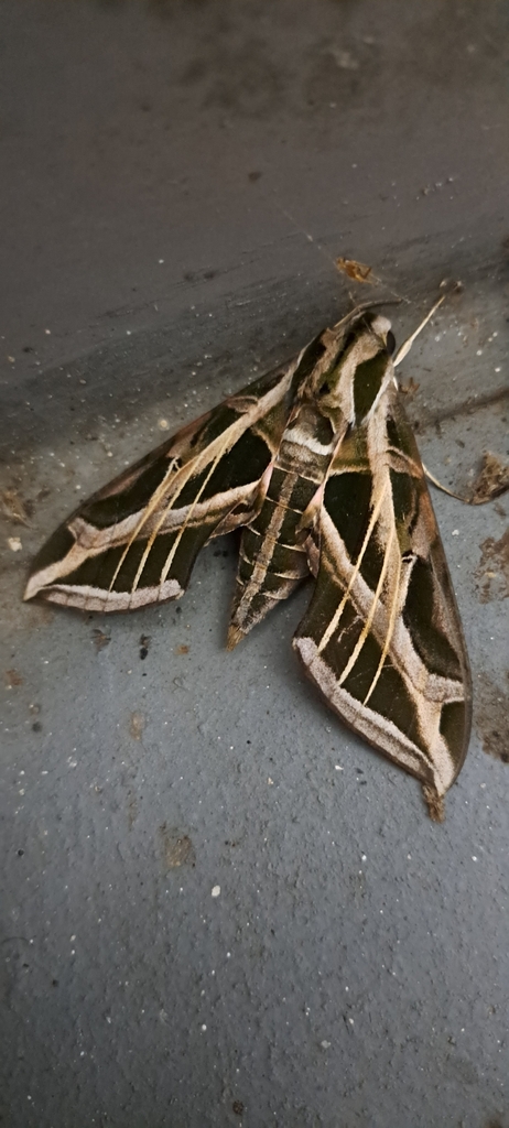 Vine Sphinx from Clayton on July 18, 2023 at 10:20 PM by Sophia Robson ...